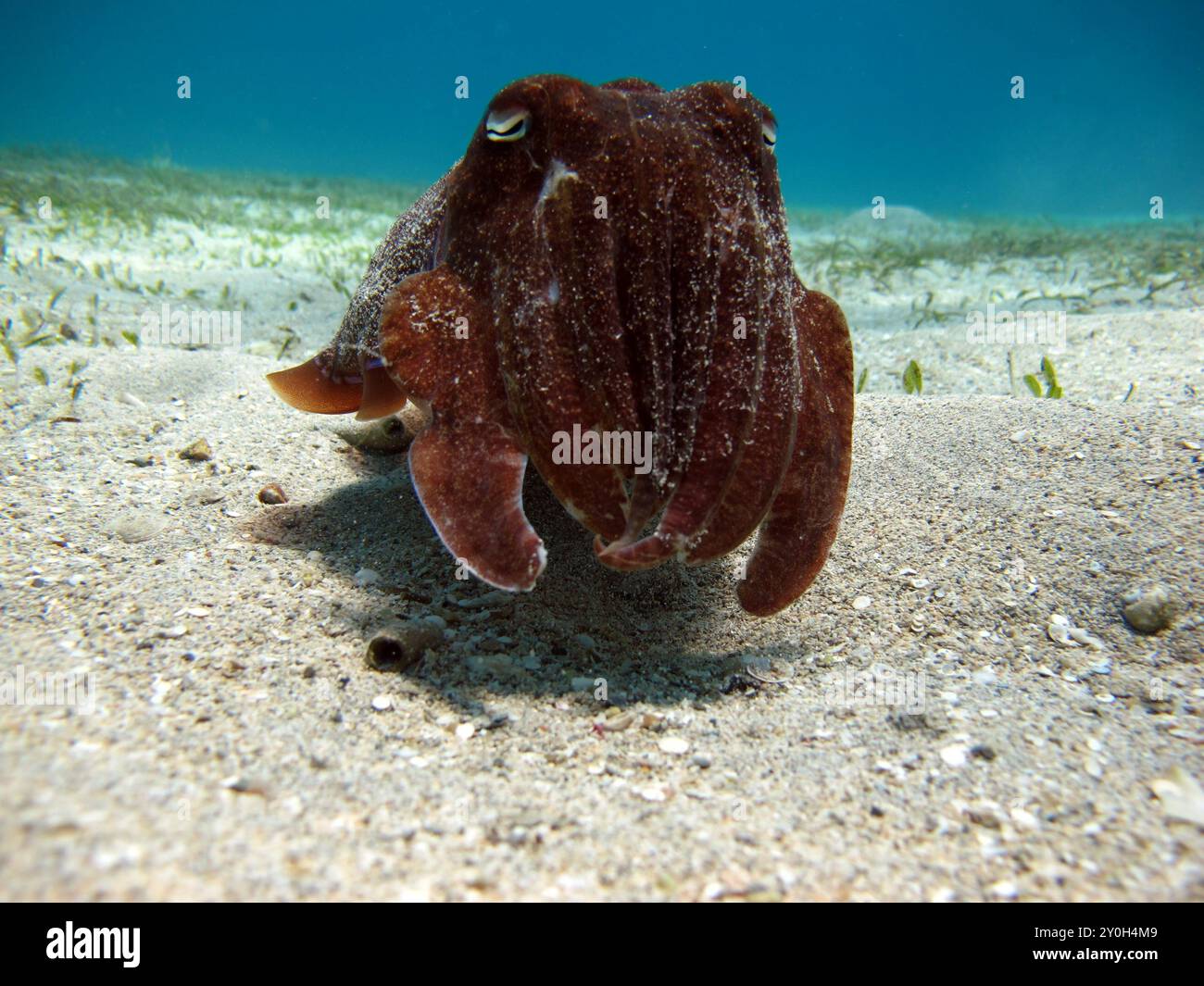 Sepia pharaonis. Mollusks, type of Mollusk. Head-footed mollusks ...
