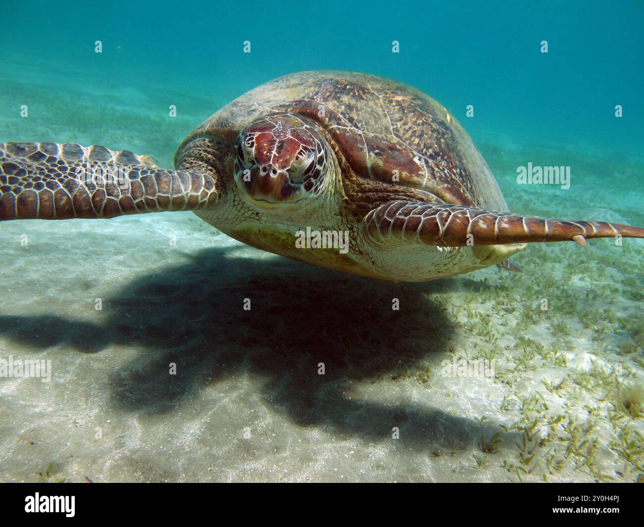 Big Green turtle , Green turtles are the largest of all sea turtles. A ...
