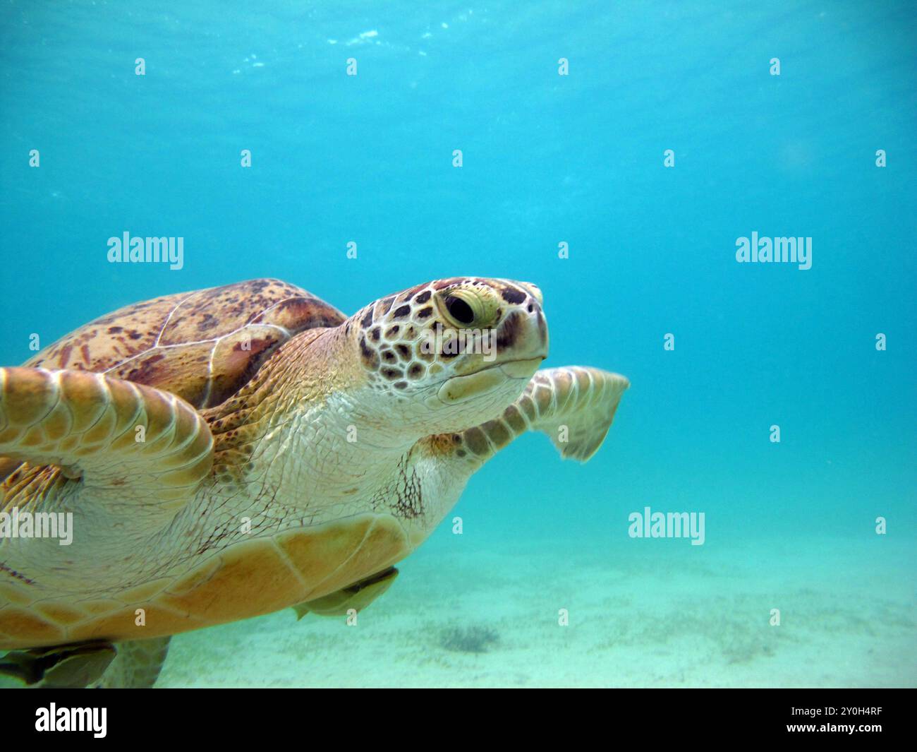 Big Green turtle , Green turtles are the largest of all sea turtles. A ...