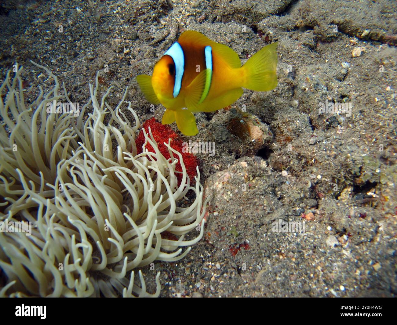 Clown fish amphiprion (Amphiprioninae). Red sea clown fish. Nemo Stock Photo - Alamy