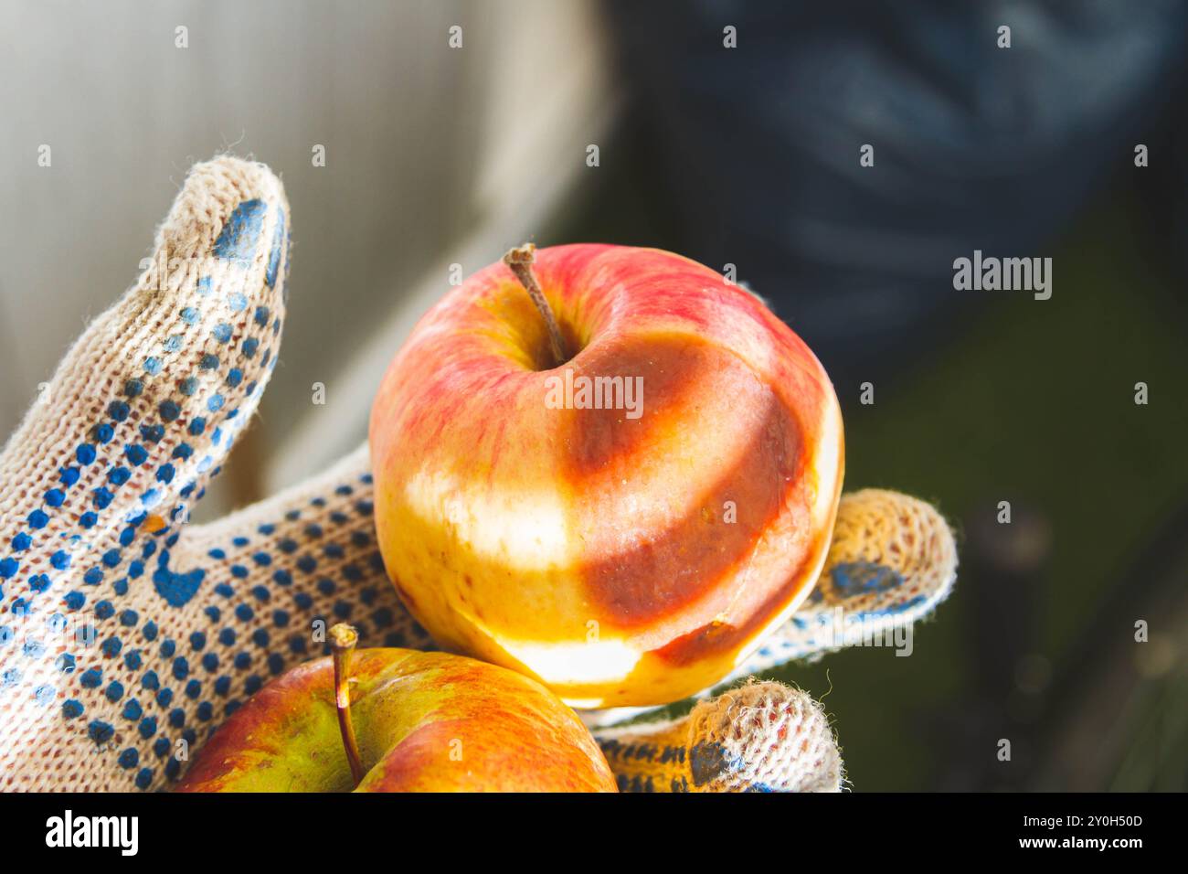 Rotten apple in sun. Rotting fruit. Diseases of apple fruit. Pest ...