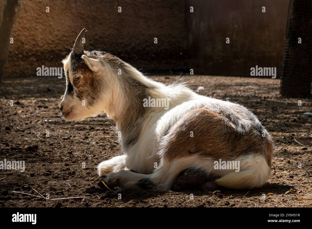 Goat centre zoologic Menorca Stock Photo - Alamy