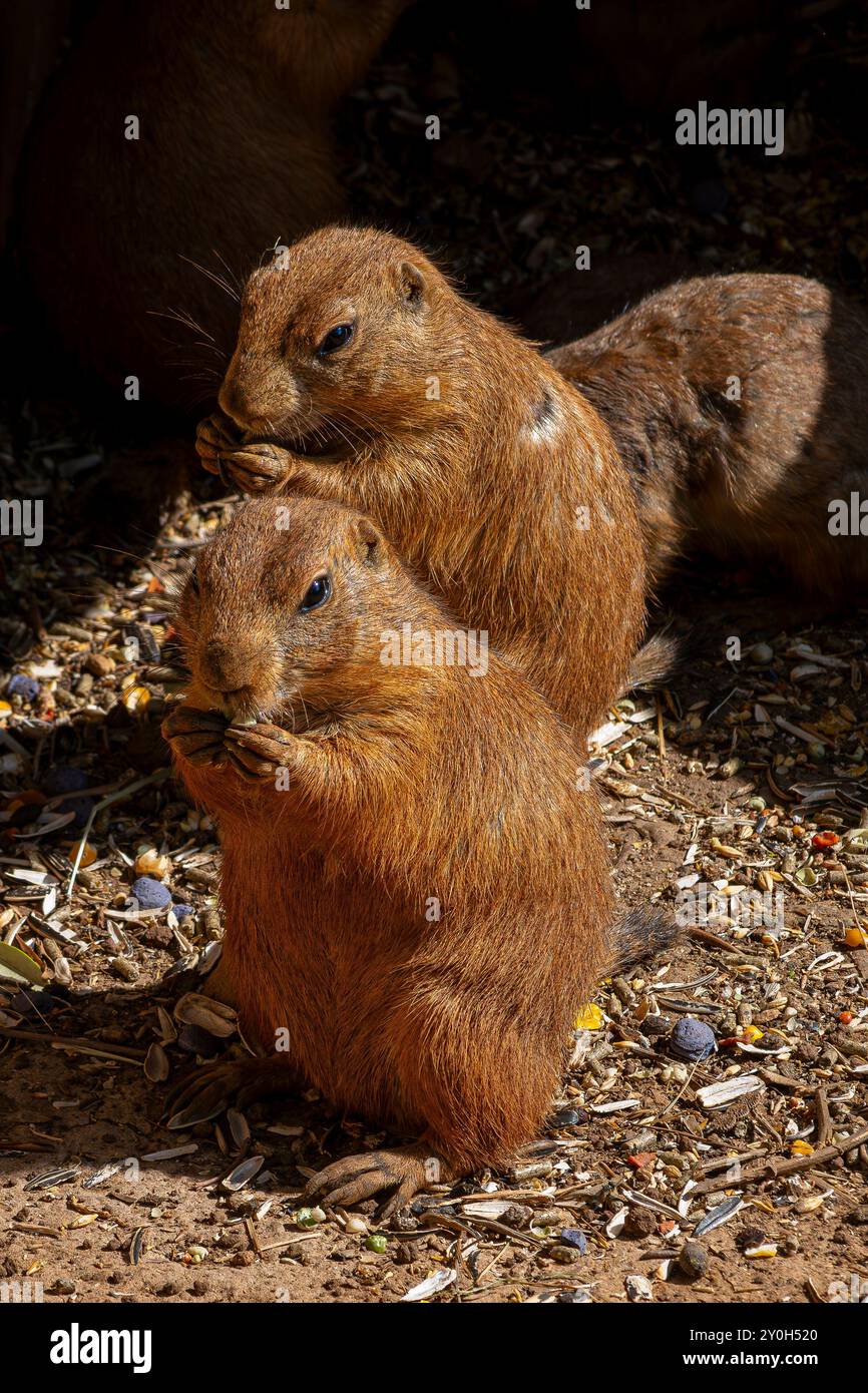 Zoo prarie dogs hi-res stock photography and images - Alamy