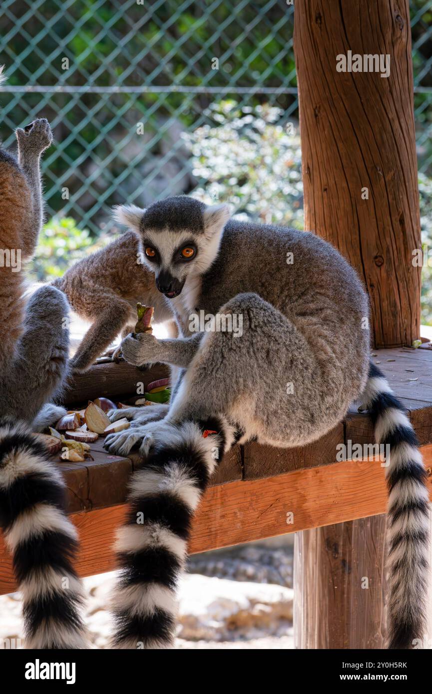 Lemur in motion hi-res stock photography and images - Alamy