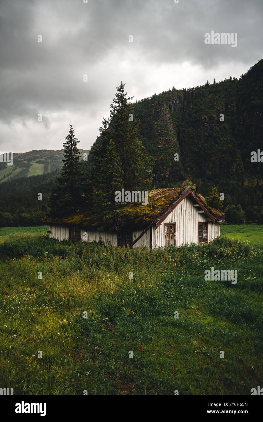 Old Cottage in Hemsedal, Norway, with tall trees growing on the roof ...