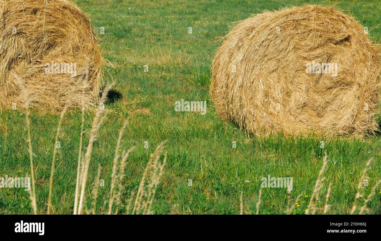 Round hay bales drying on the field in summertime Stock Photo - Alamy