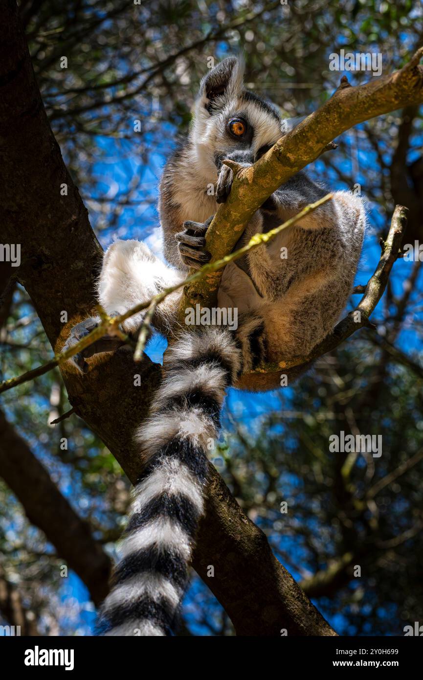 Lemur moment hi-res stock photography and images - Alamy