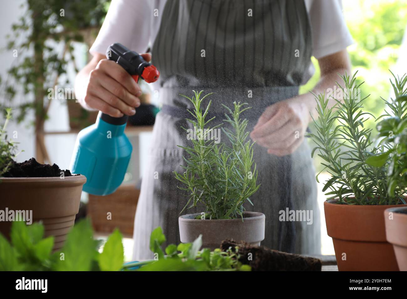 Woman spraying rosemary table hi-res stock photography and images - Alamy