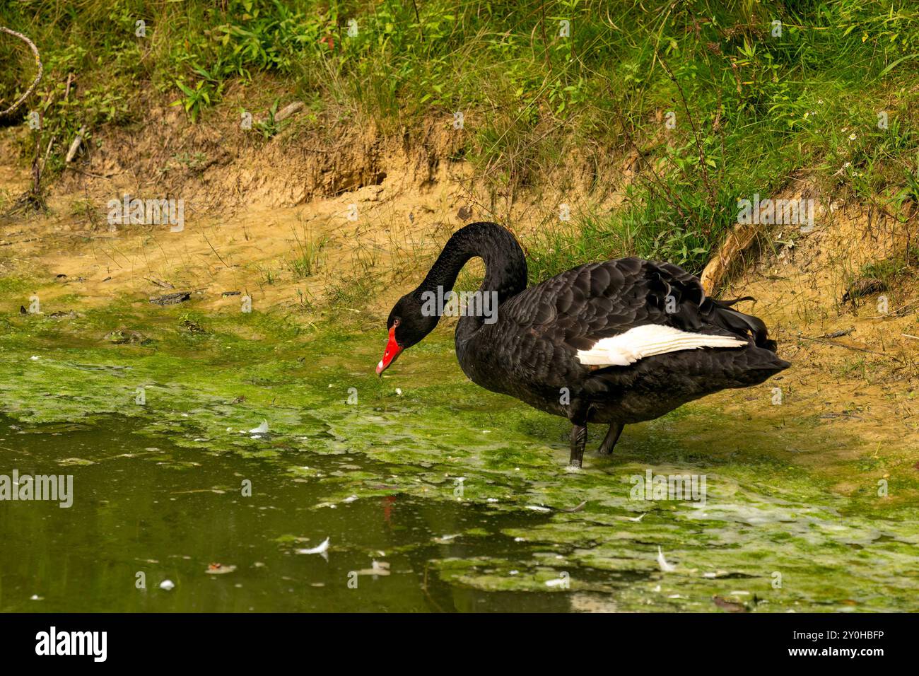 The black swan (Cygnus atratus). Species of swan from Australia Stock ...