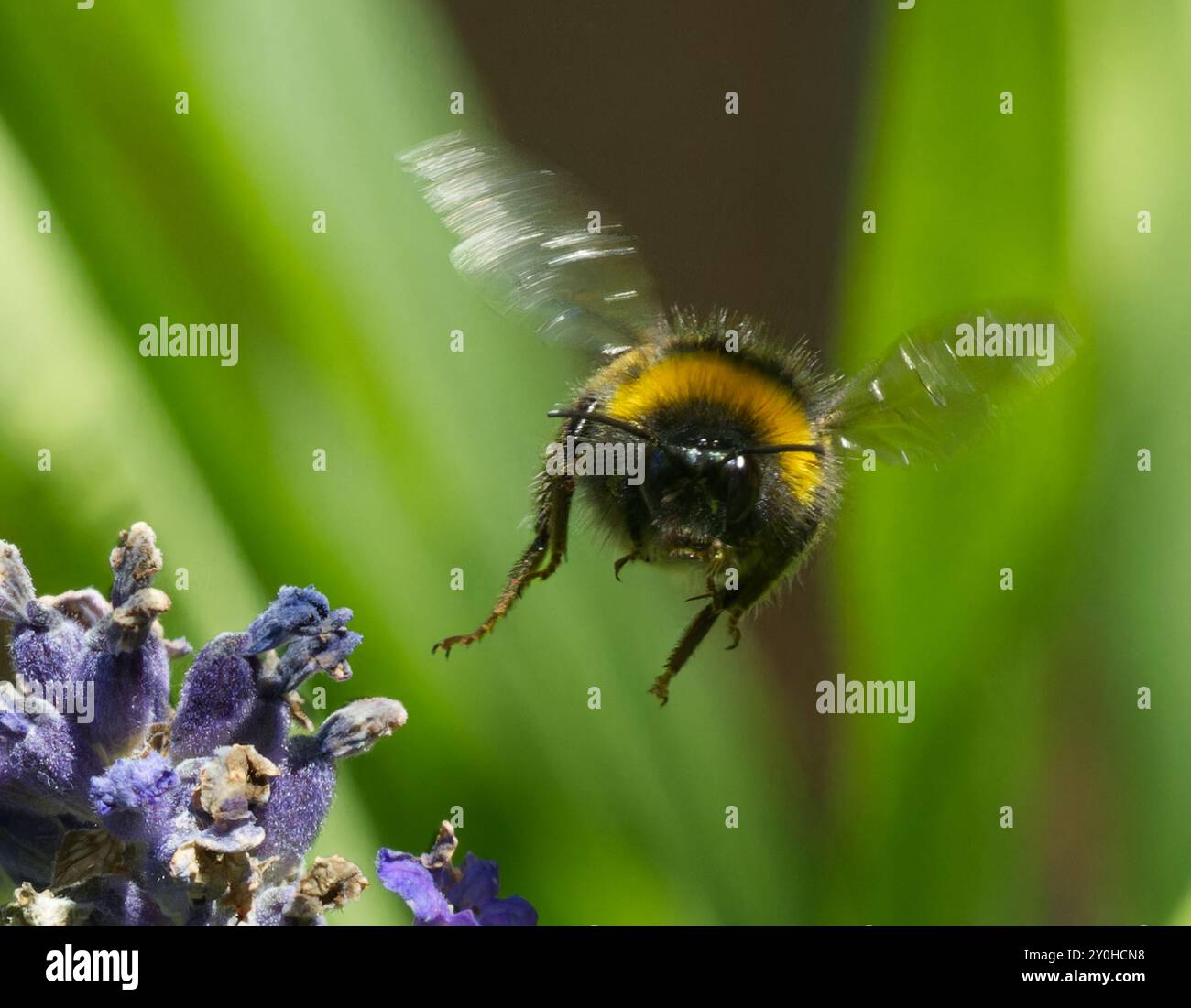 Buff-tailed bumblebee, (Bombus terrestris) in flight. Lincoln UK Stock ...