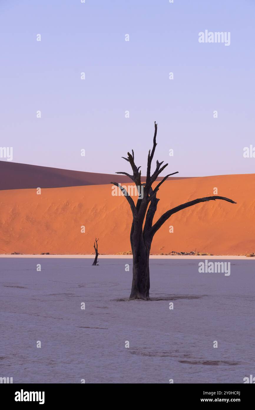 Deadvlei in Namibia is the site of 800 year-old skeleton trees Stock ...