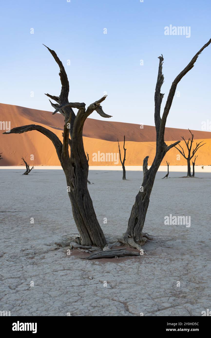 Deadvlei in Namibia is the site of 800 year-old skeleton trees Stock ...