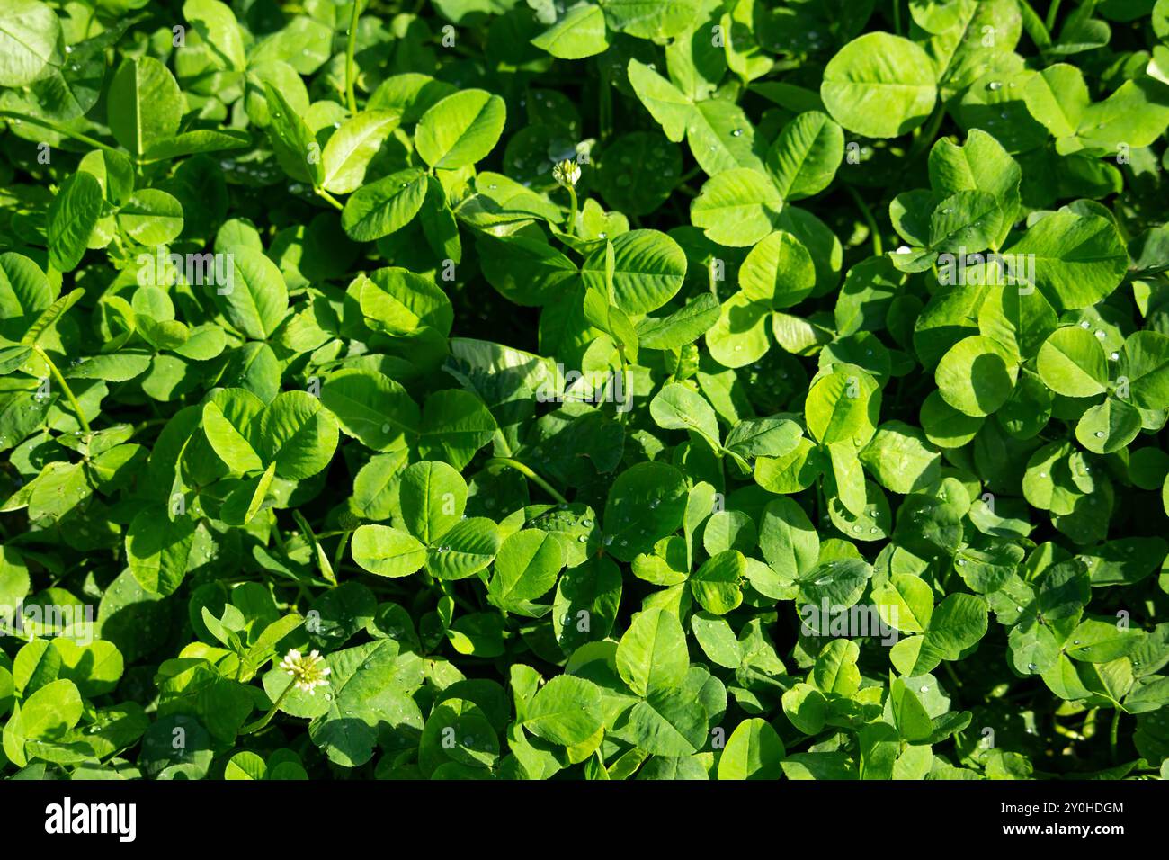 Greenish cleaver natural background. Small green Clover leaves pattern ...