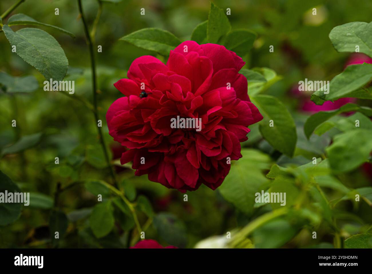 Front view of red rose of the variety "R. Thomas A Becket" with green ...