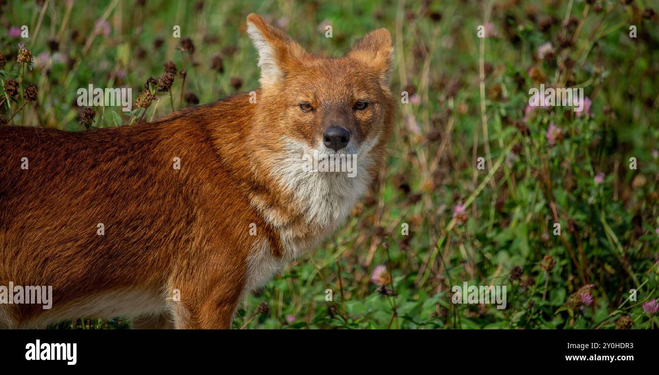 Ussuri dhole (Cuon alpinus alpinus), also known as the Indian wild dog ...