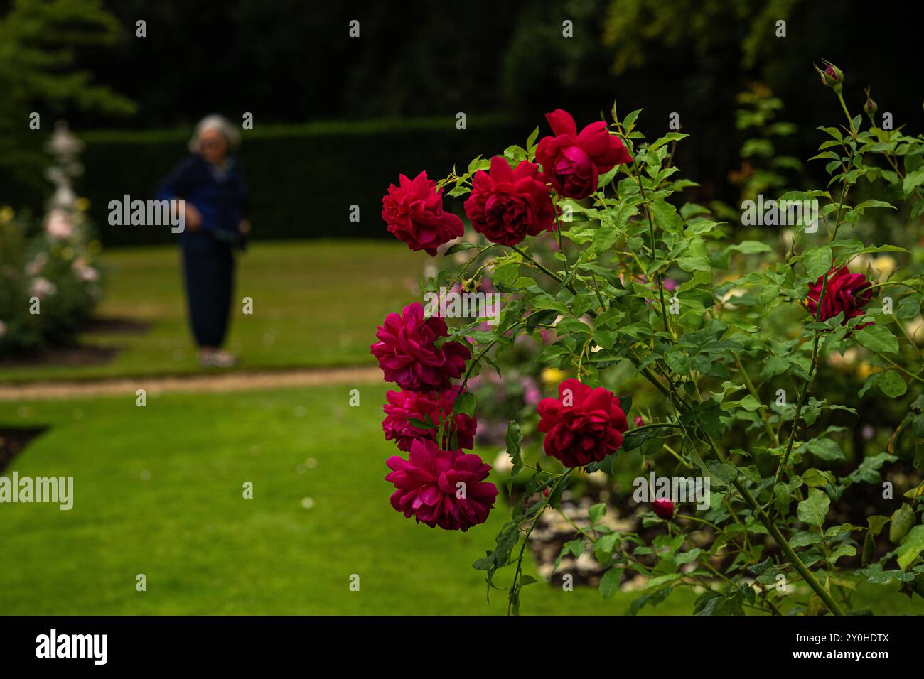 Multiple red roses of the variety "R. Thomas A Becket" surrounded by ...