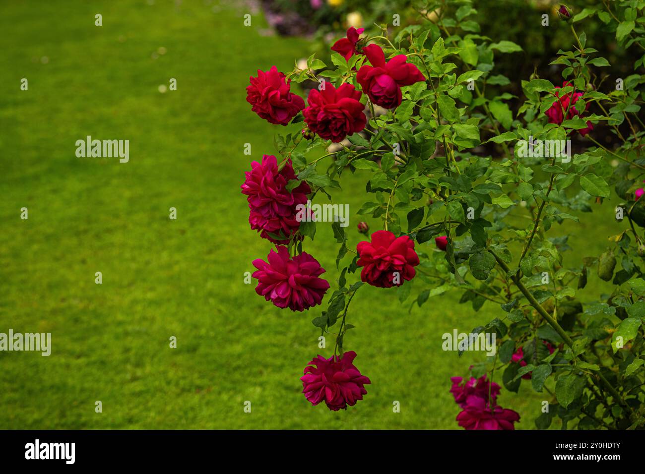 Multiple red roses of the variety "R. Thomas A Becket" surrounded by ...