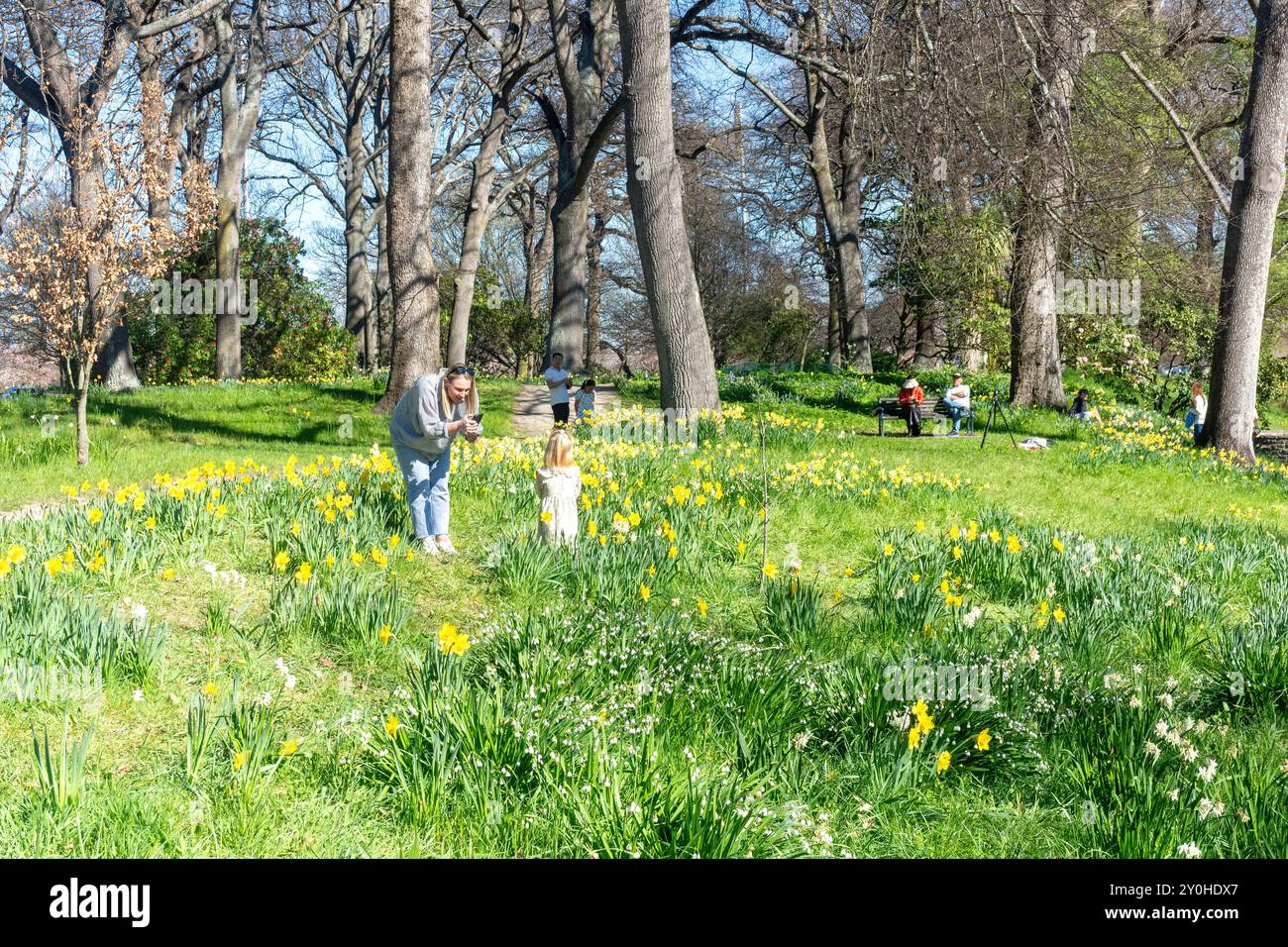 Spring daffodils in Woodland Garden, Christchurch Botanical Gardens ...