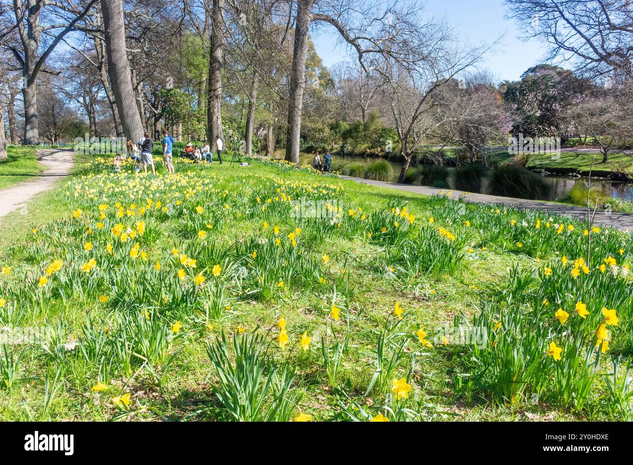 Spring daffodils in Woodland Garden, Christchurch Botanical Gardens ...