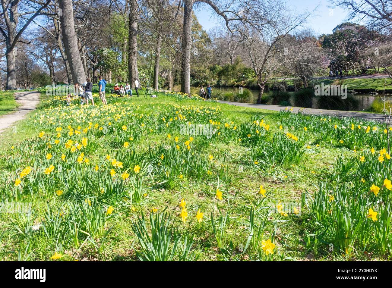 Spring daffodils in Woodland Garden, Christchurch Botanical Gardens ...