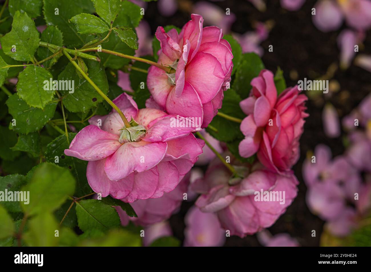 Side of pink roses of the variety "R. Princess Alexandra of Kent" with ...