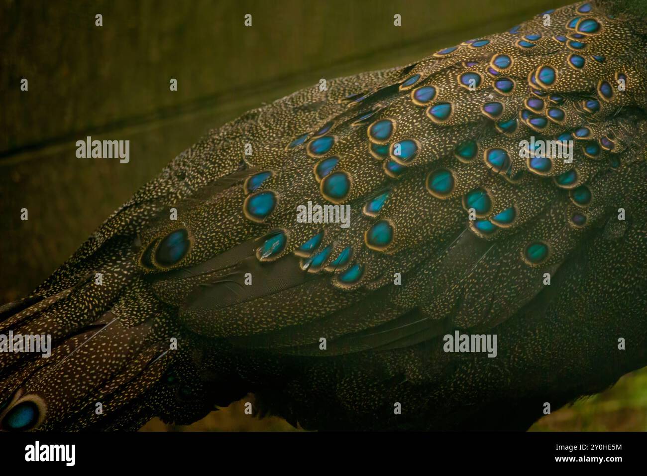 The Germains peacock-pheasant also known as crested peacock-pheasant ...