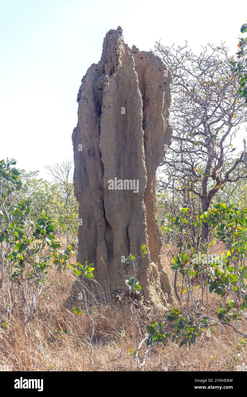 Mound of cathedral termite (Nasutitermes triodiae), Litchfield National ...