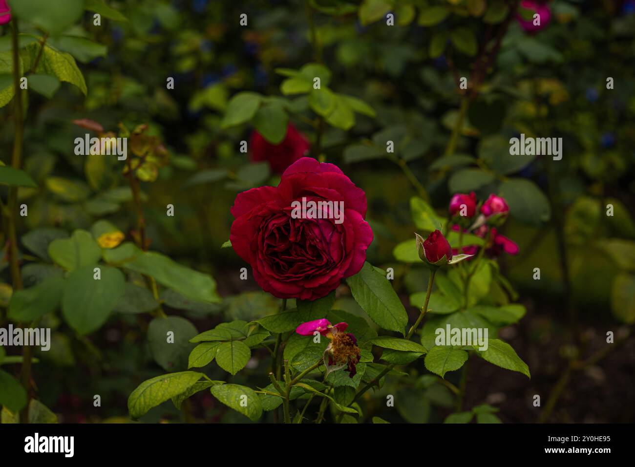 Front view of dark red rose of the variety "R. Heathcliff" with lots of ...