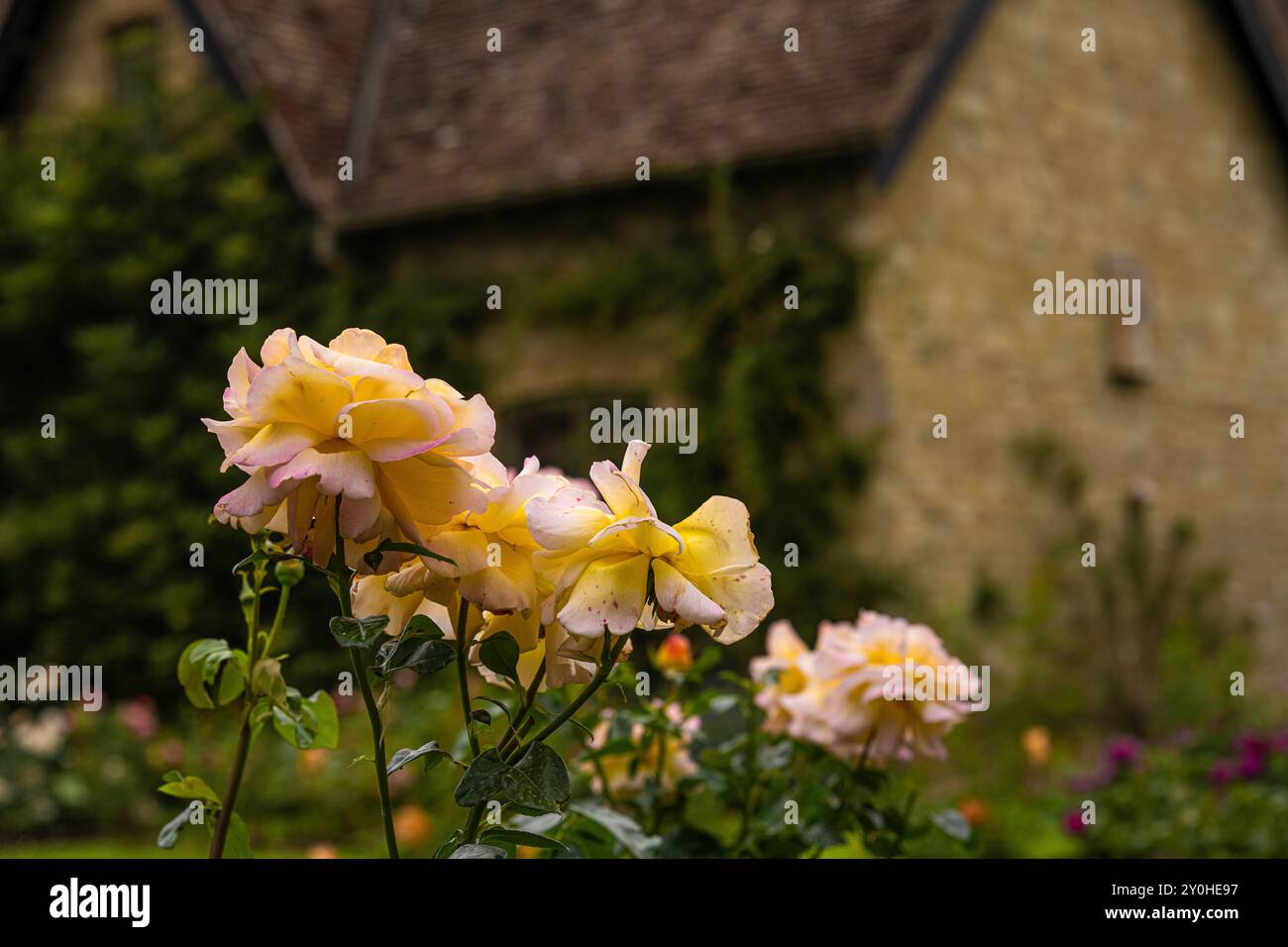 Side view of lots of yellow and purple roses of the variety "R. Peace ...