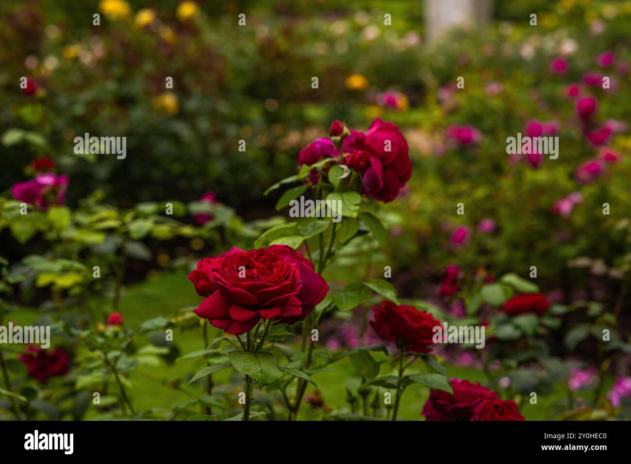 Side view of dark red roses of the variety "R. Heathcliff" in a garden ...