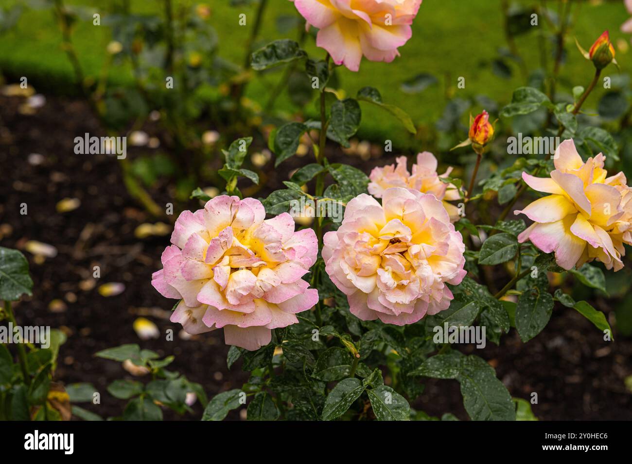 Front view of two yellow and purple roses of the variety "R. Peace ...