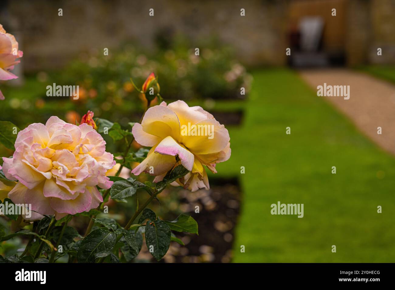 Side view of yellow and purple roses of the variety "R. Peace" with ...