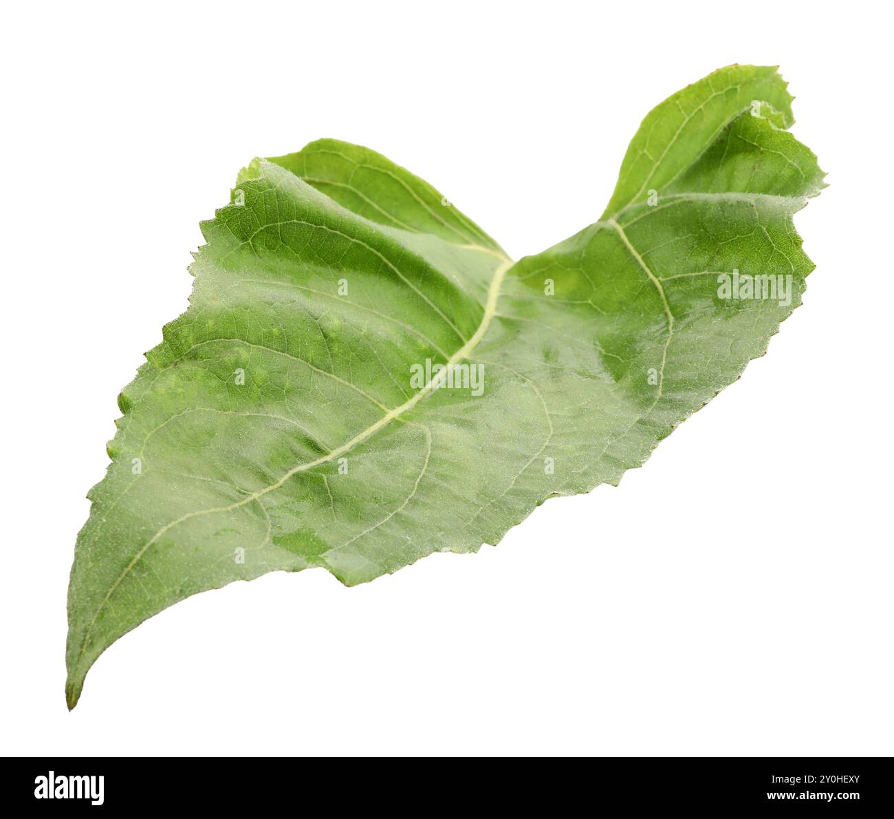One green sunflower leaf isolated on white Stock Photo - Alamy