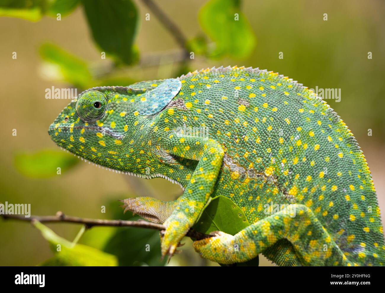 Zygodactylous feet hi-res stock photography and images - Alamy