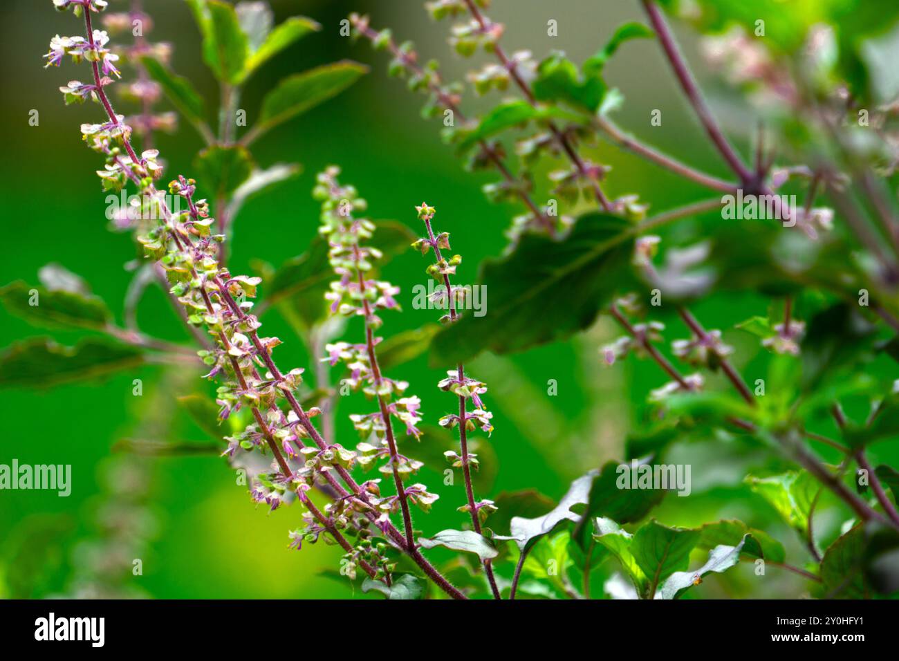 Commonly known as holy basil or tulsi, Ocimum tenuiflorum is an ...