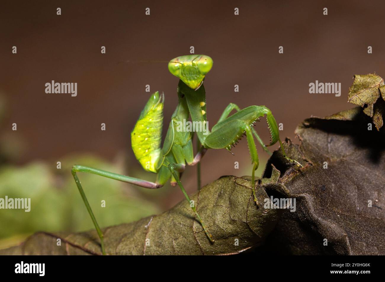 The Praying Mantis is equipped with amazing eyesight and lightening ...