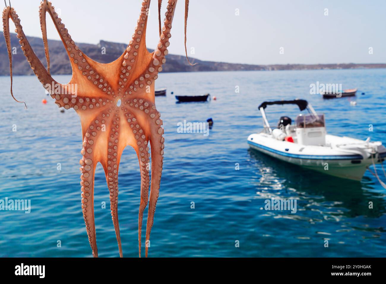 sun dried octopus Stock Photo - Alamy