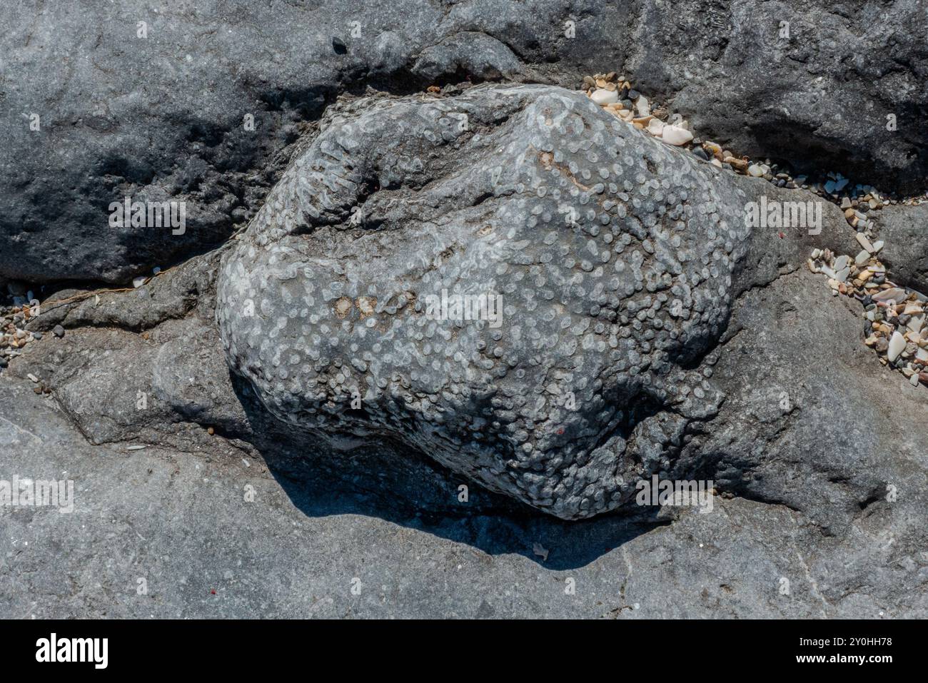 Petrified algae, corals and sponges from prehistoric times are a common ...
