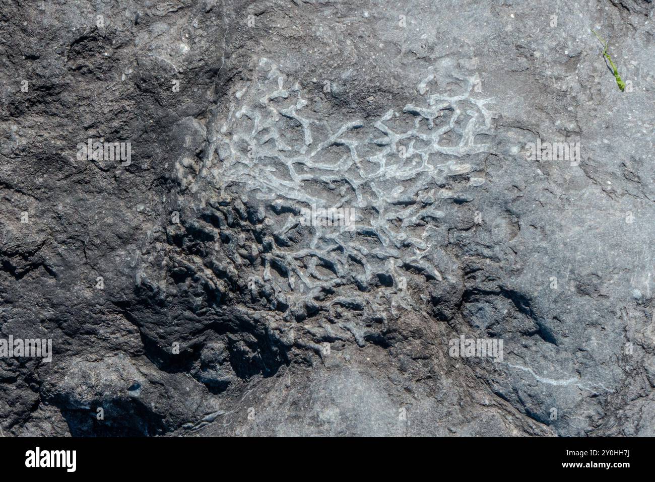 Corals algae on stone hi-res stock photography and images - Alamy