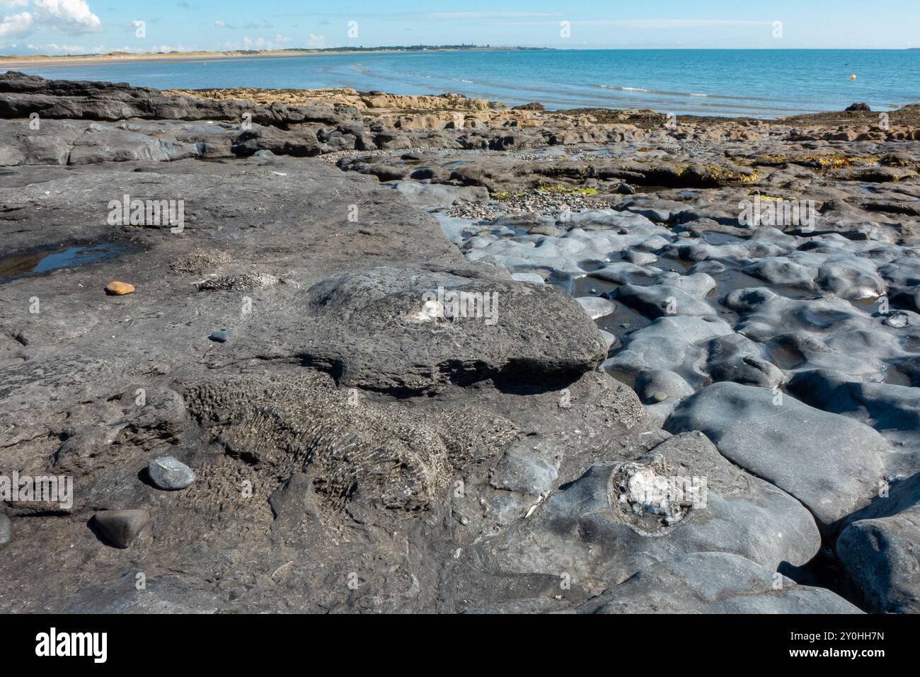 Petrified algae, corals and sponges from prehistoric times are a common ...