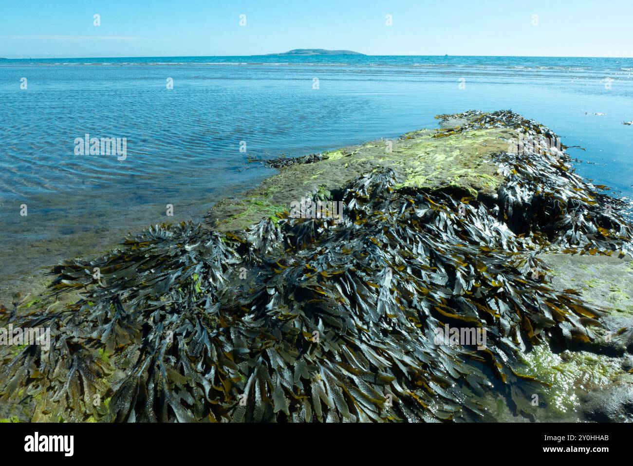 Algae growing in a dense pattern cling to a rock formation at low tide ...