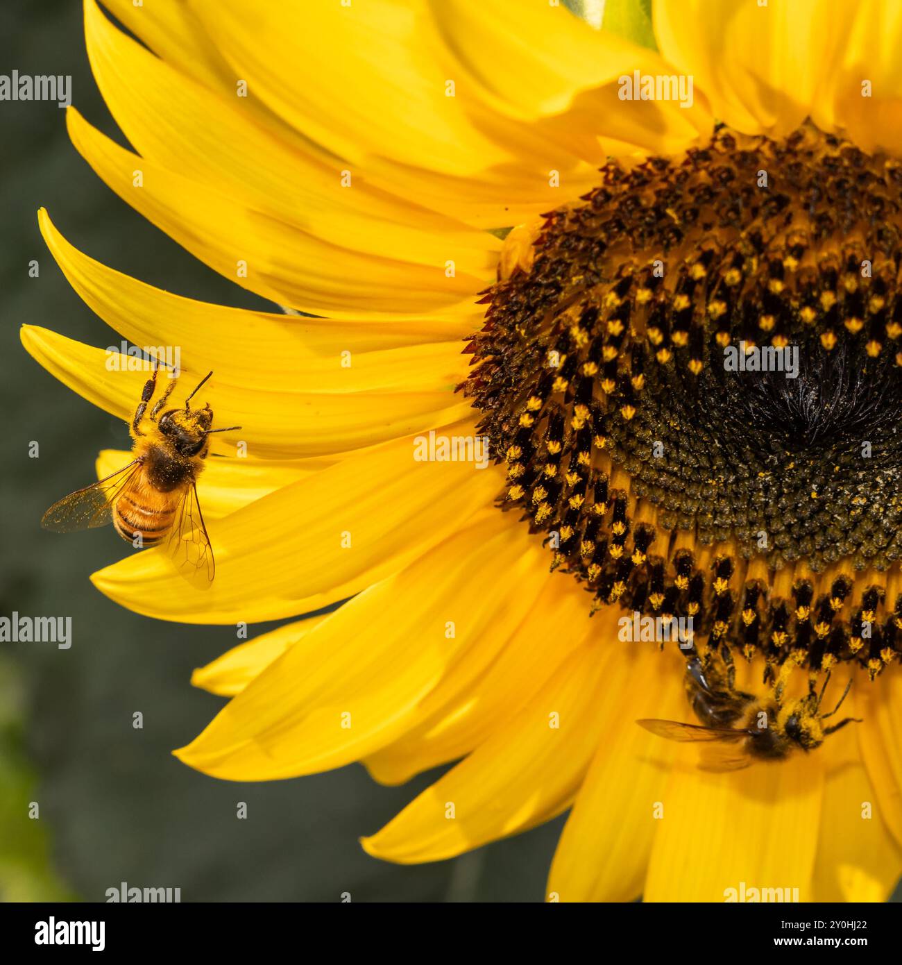 Showcasing multiple petals hi-res stock photography and images - Alamy