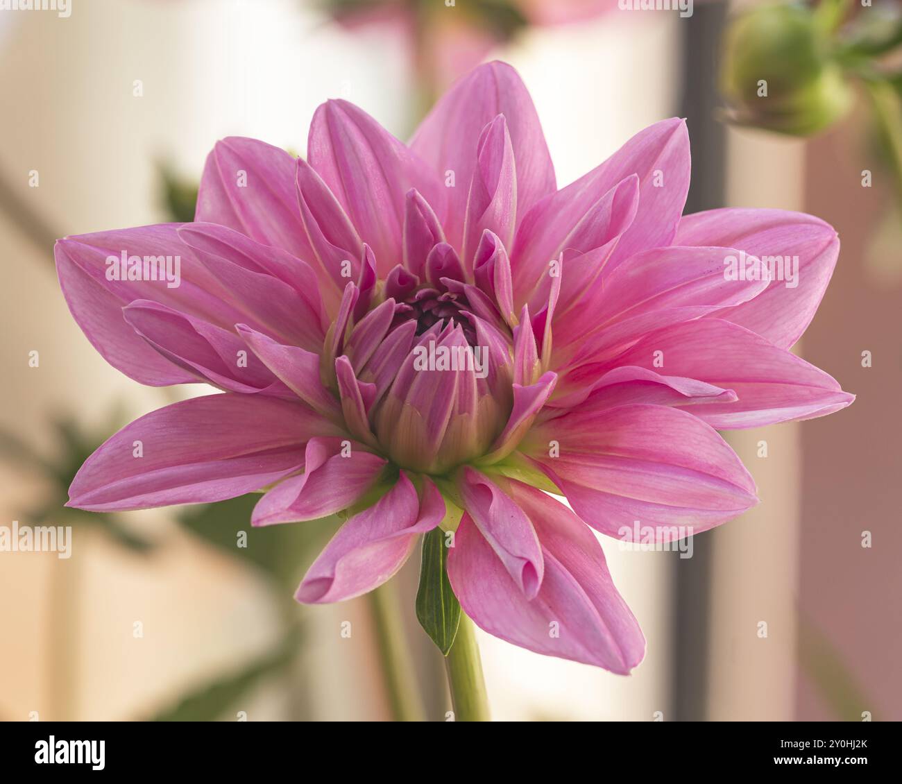 Displaying layers of petals hi-res stock photography and images - Alamy