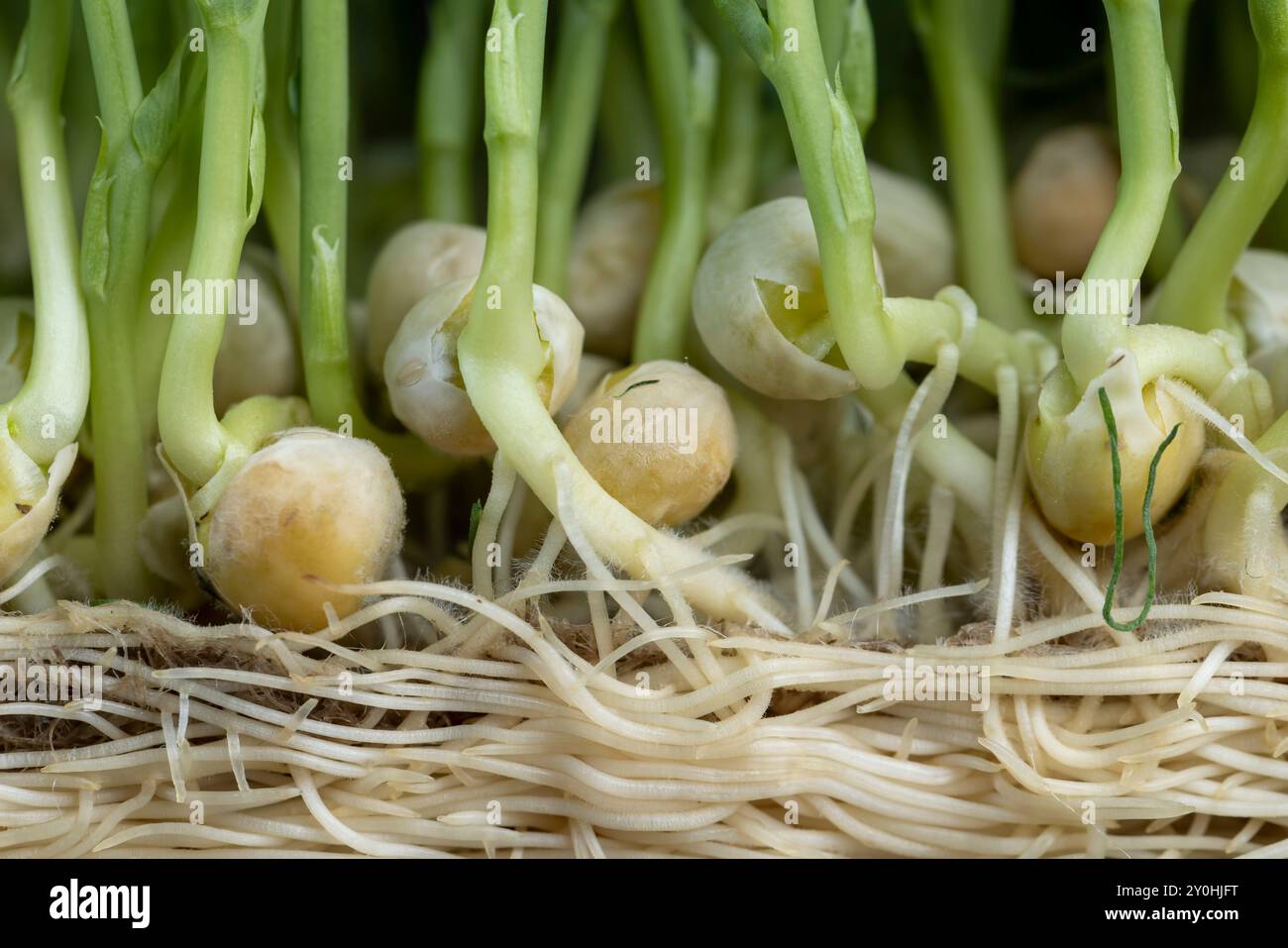 A large number of pea roots are light yellow in color, the thin root ...