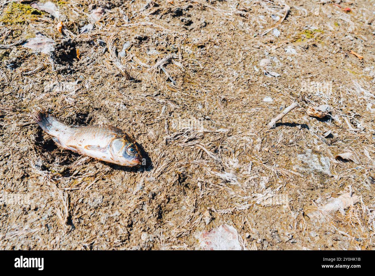 Dead fish lie at the bottom of a dried-up lake. The concept of ecology ...