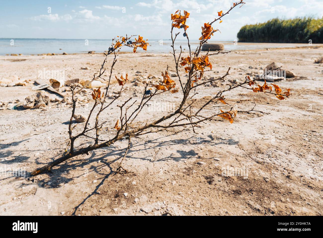 A dry tree branch lies on the bottom of a dried-up lake. The concept of ...