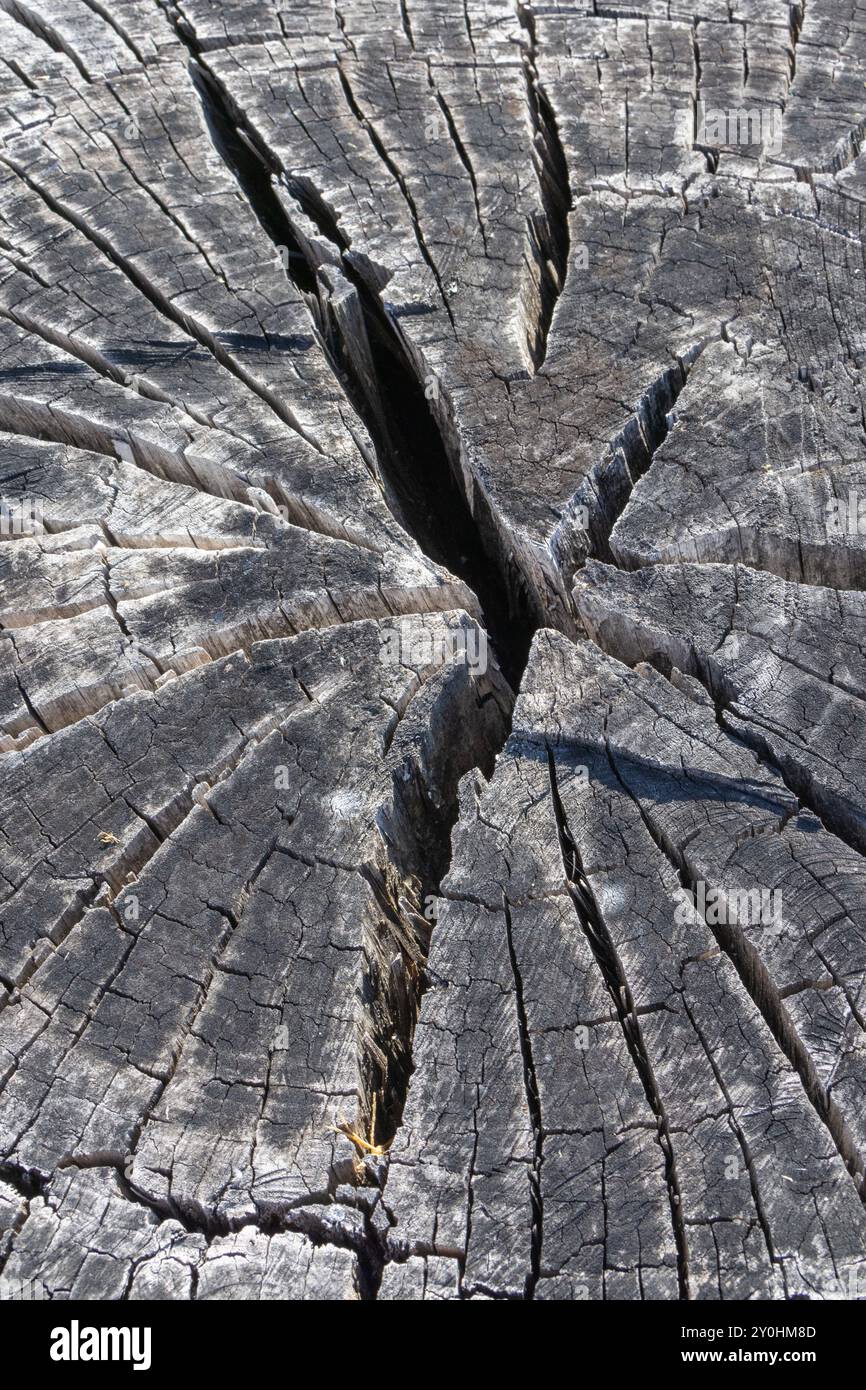 Tree stump with cracks forming a star shape is showing the effects of ...