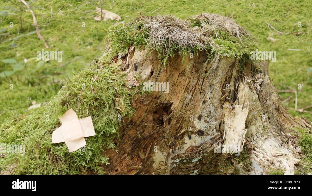 Spruce tree stump covered with lush green moss and marked with an ...