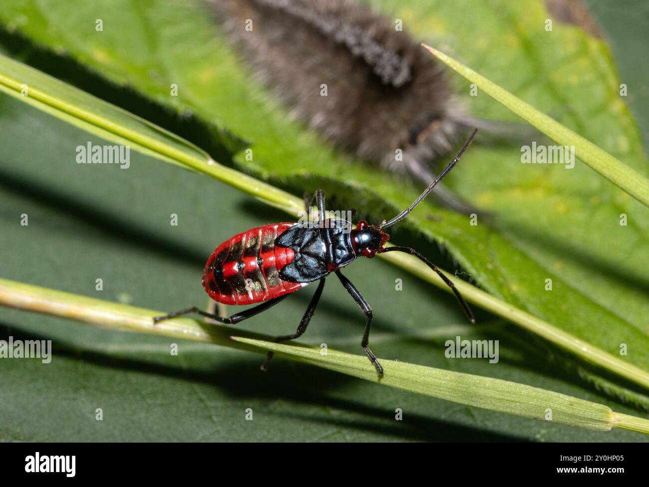The Milkweed Bug is common and distinctively colour with aposematic ...