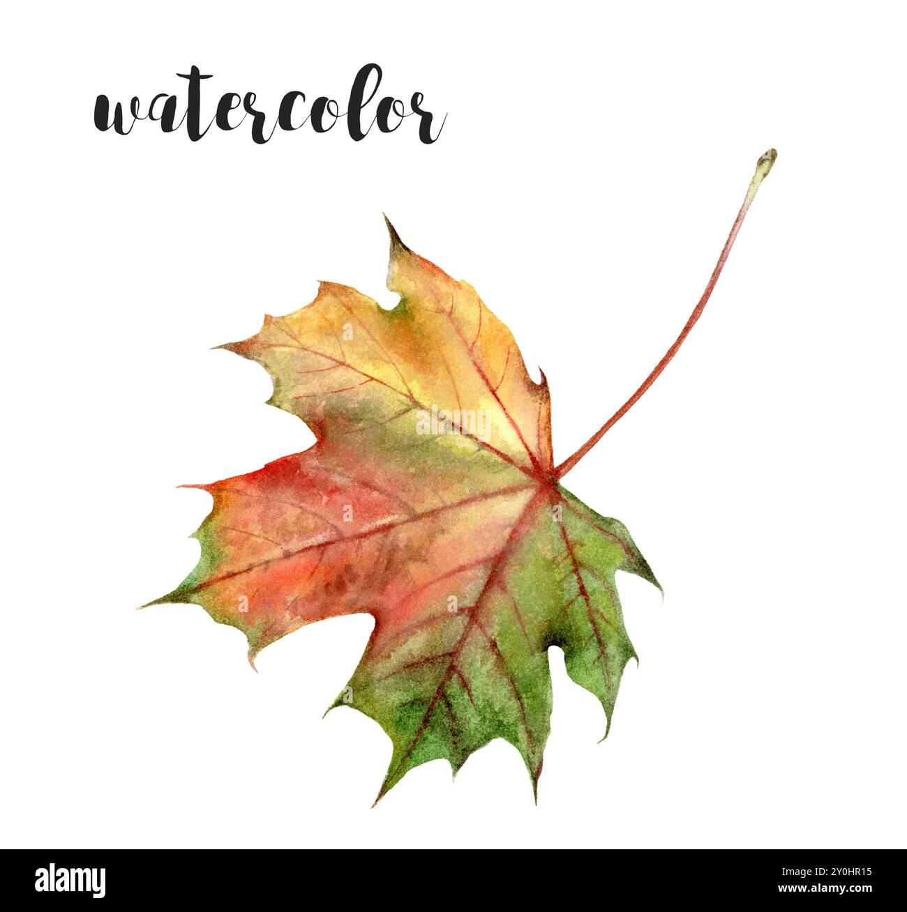 A Vibrant Red Maple Leaf Watercolor Illustration capturing the beauty of autumn foliage Stock ...